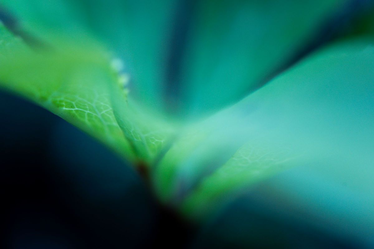 Green Flare | GANREF