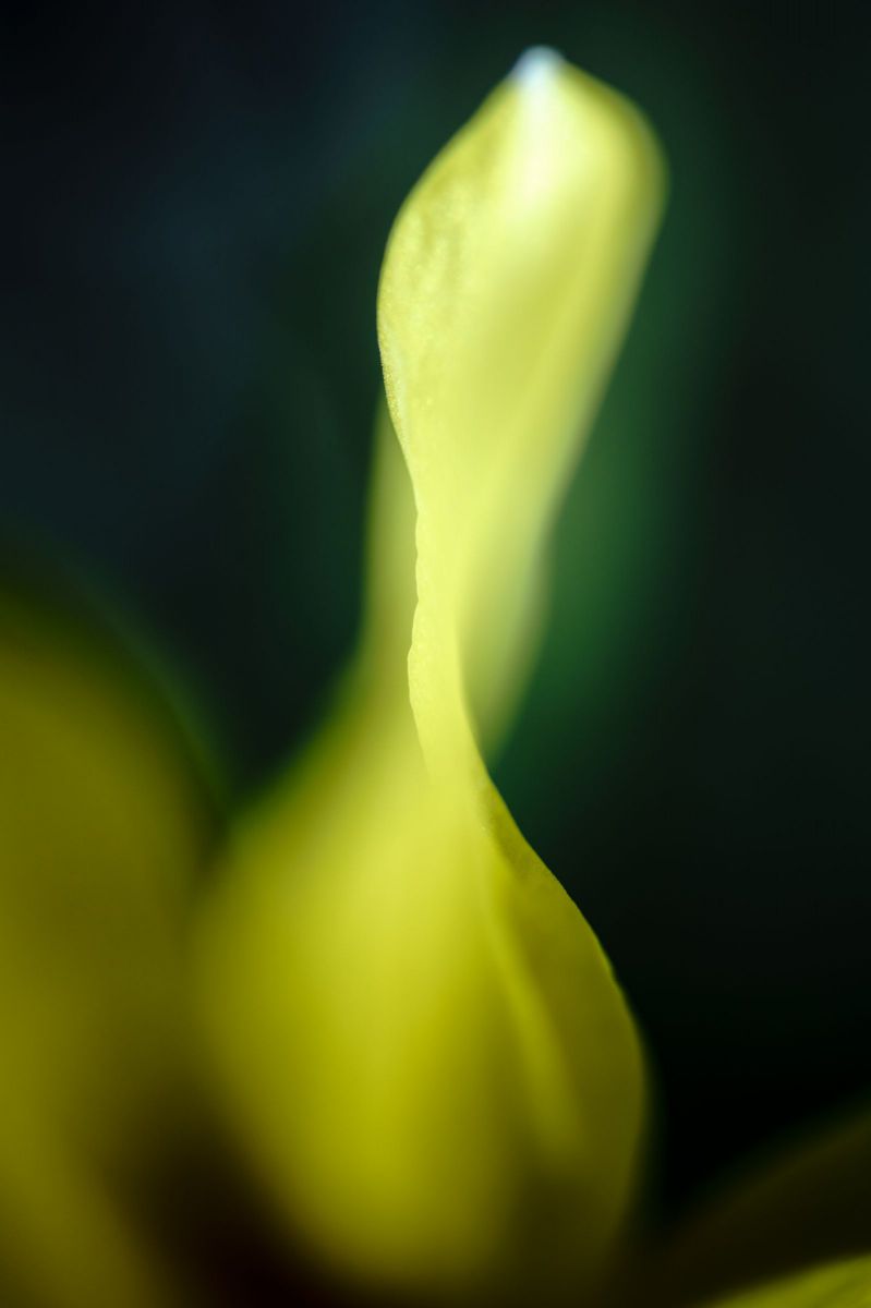 Yellow little flame | GANREF