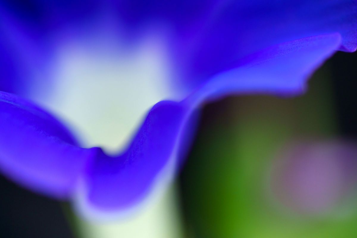 angel's lips | GANREF