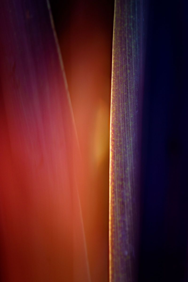 primitive light | GANREF