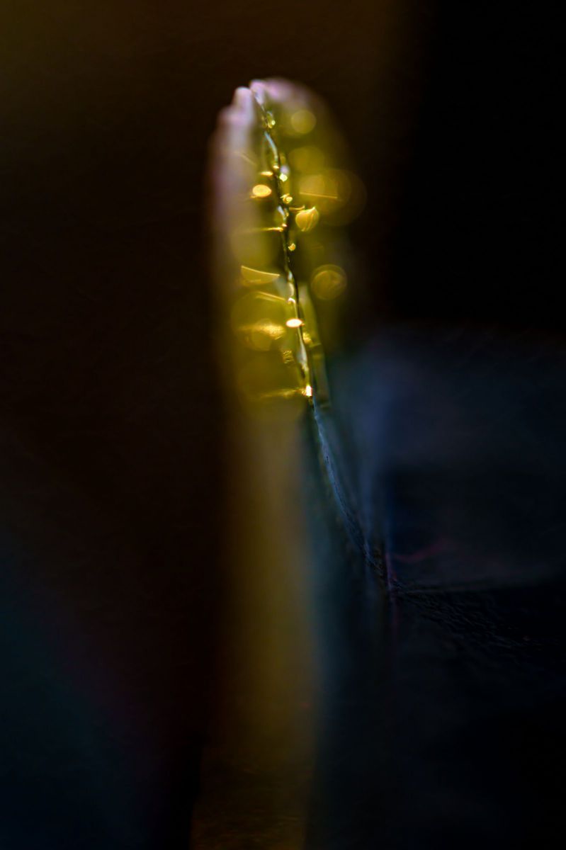 Wishing for a glow | GANREF