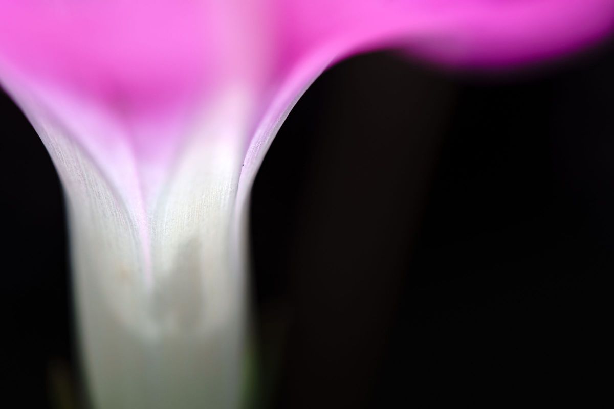 Morning Glow | GANREF