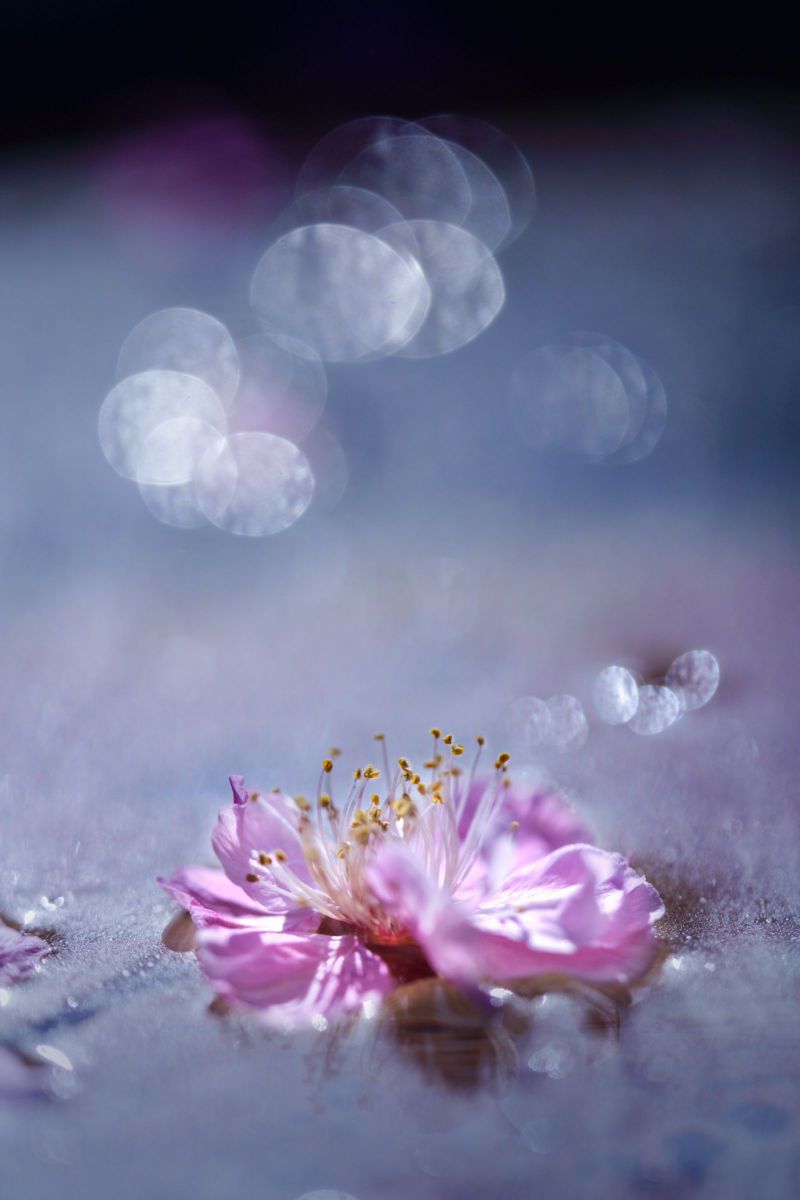 Spring Kiss | GANREF