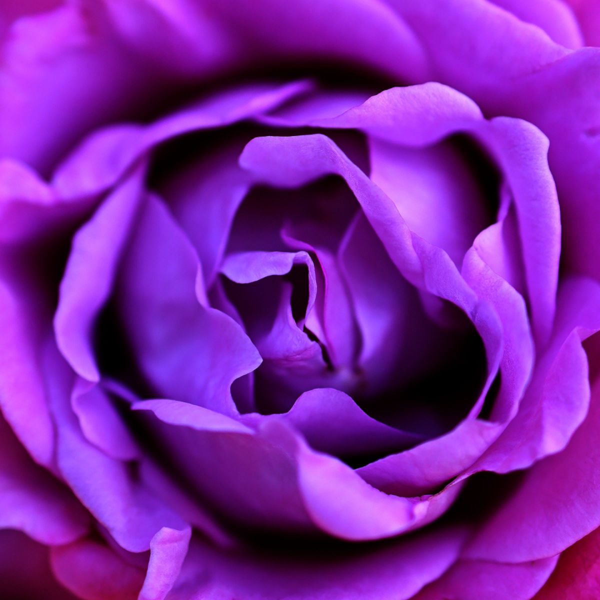 purpleローズ | GANREF