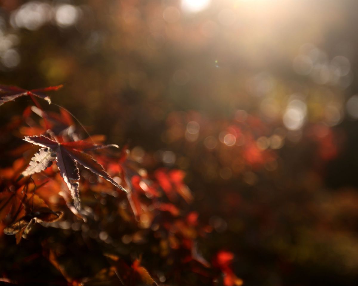 ranzan_autumn leaves | GANREF