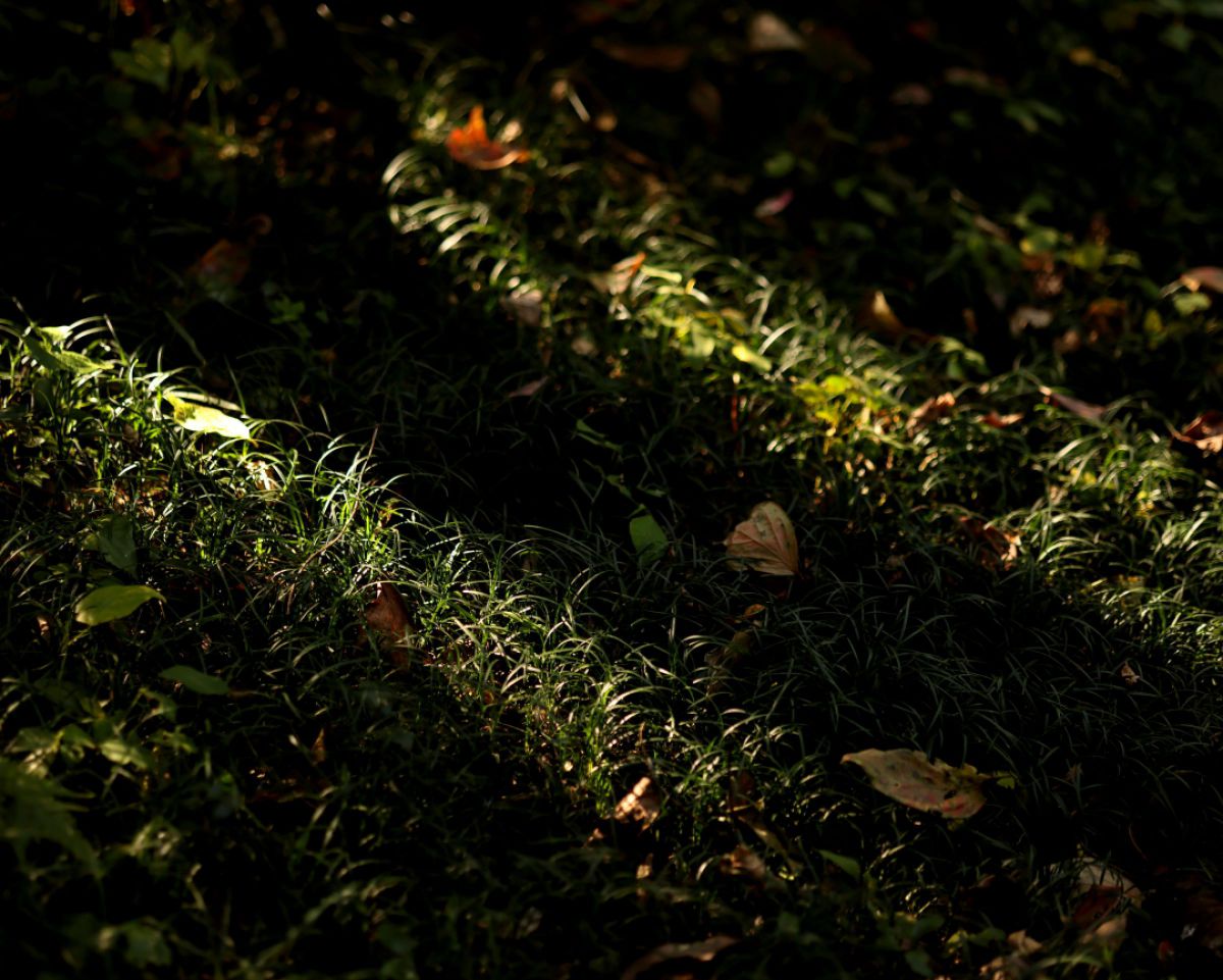 sunlight through trees | GANREF