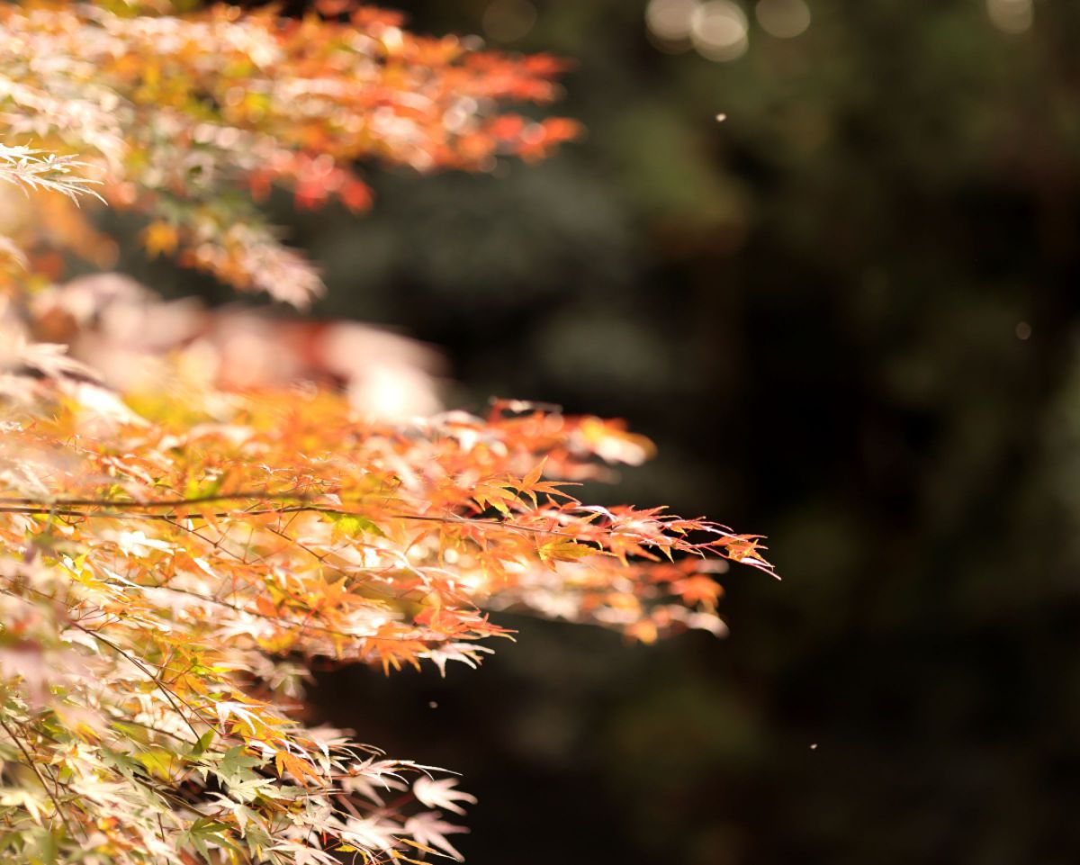 ranzan_autumn leaves | GANREF