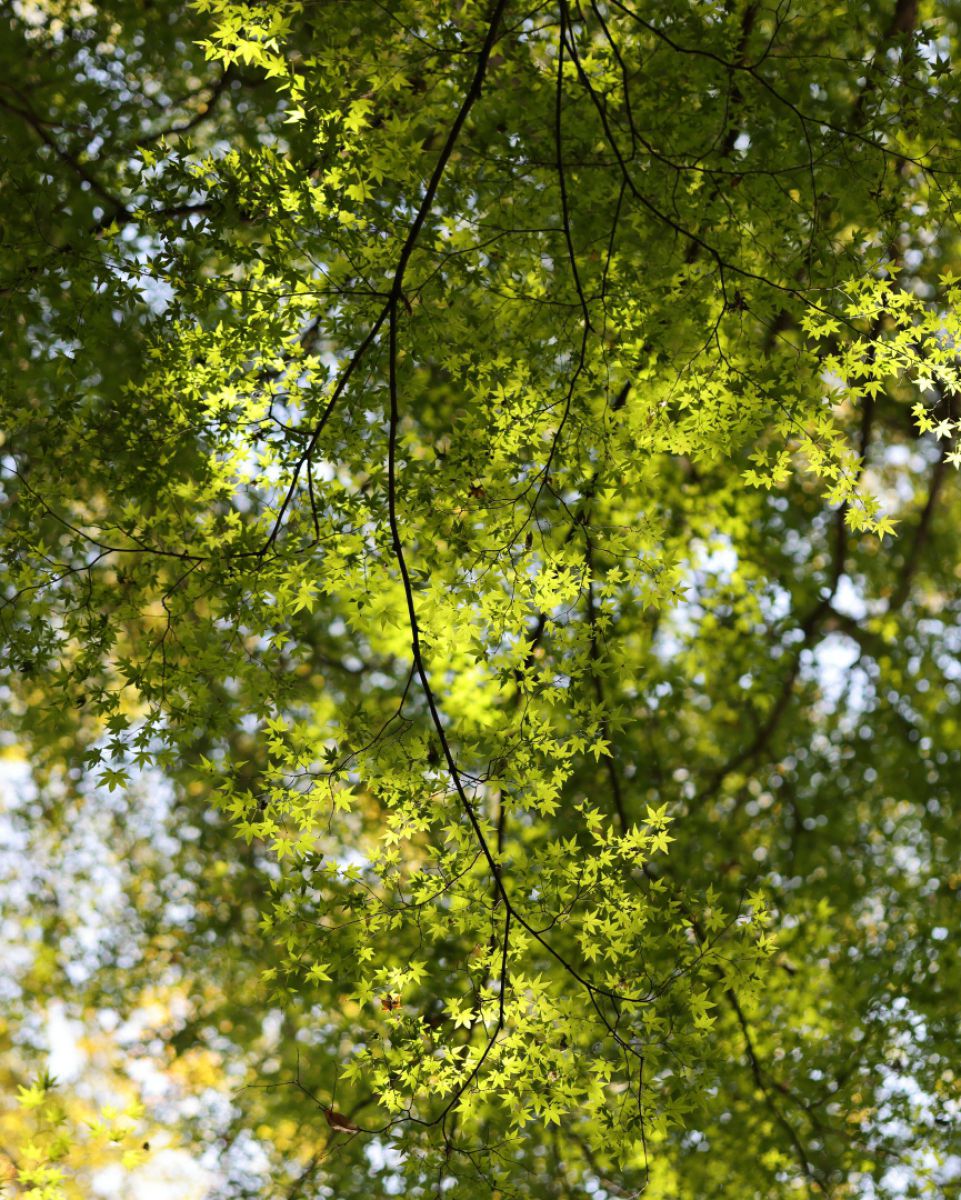 ranzan_Lush green | GANREF