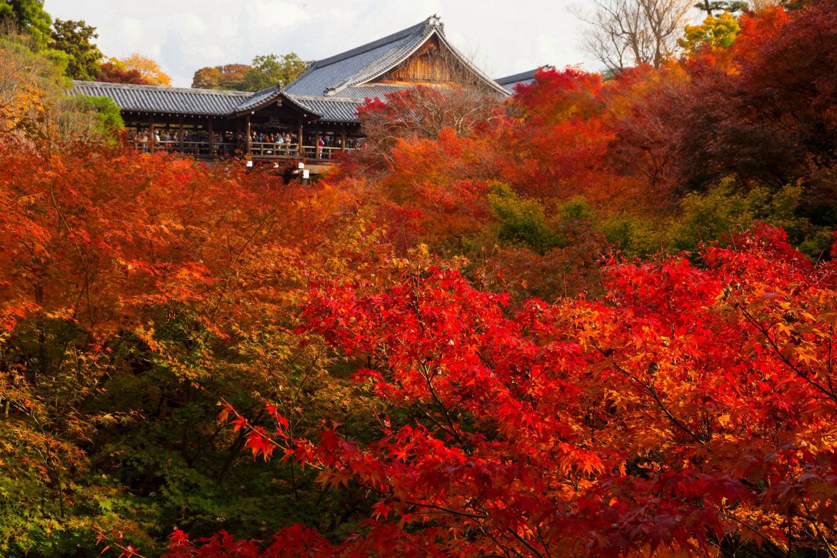 紅樹満開 | GANREF