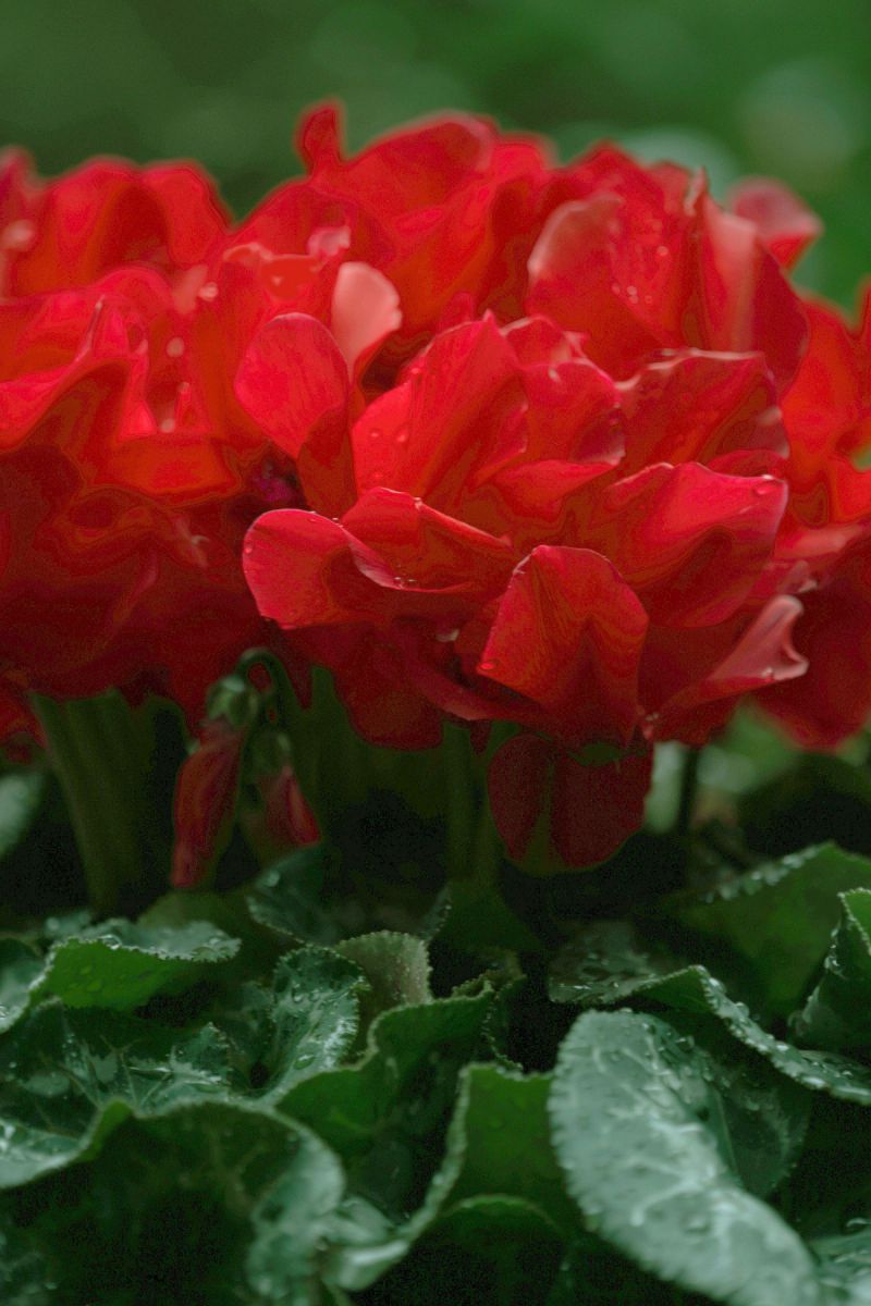 紅シクラメン | GANREF