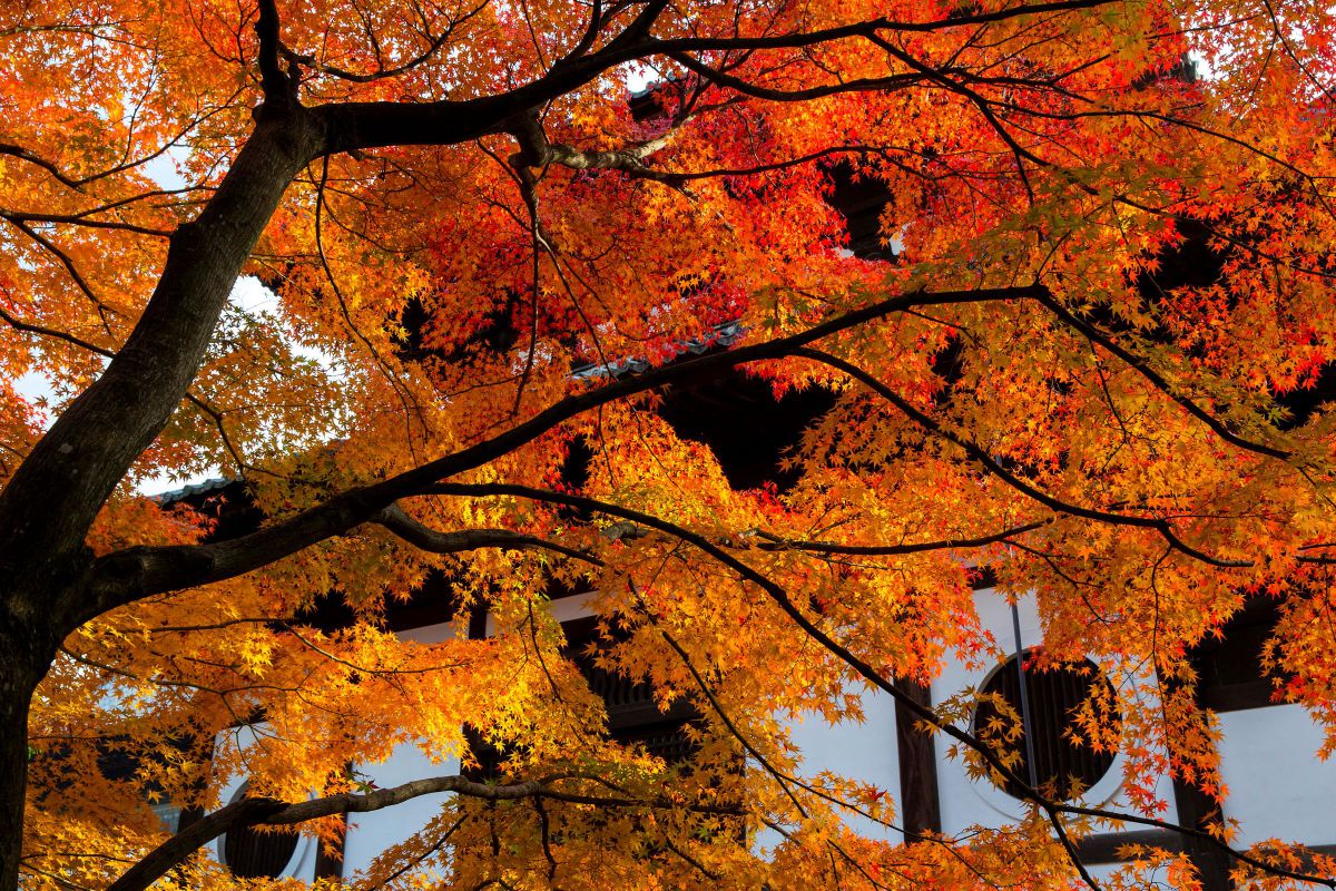 いろはの院 | GANREF