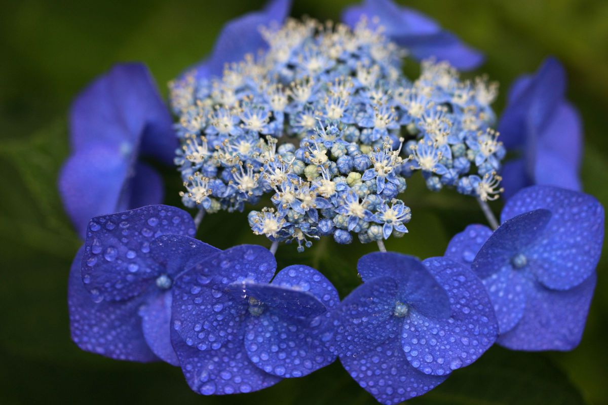 Blue Ring ♬ | GANREF