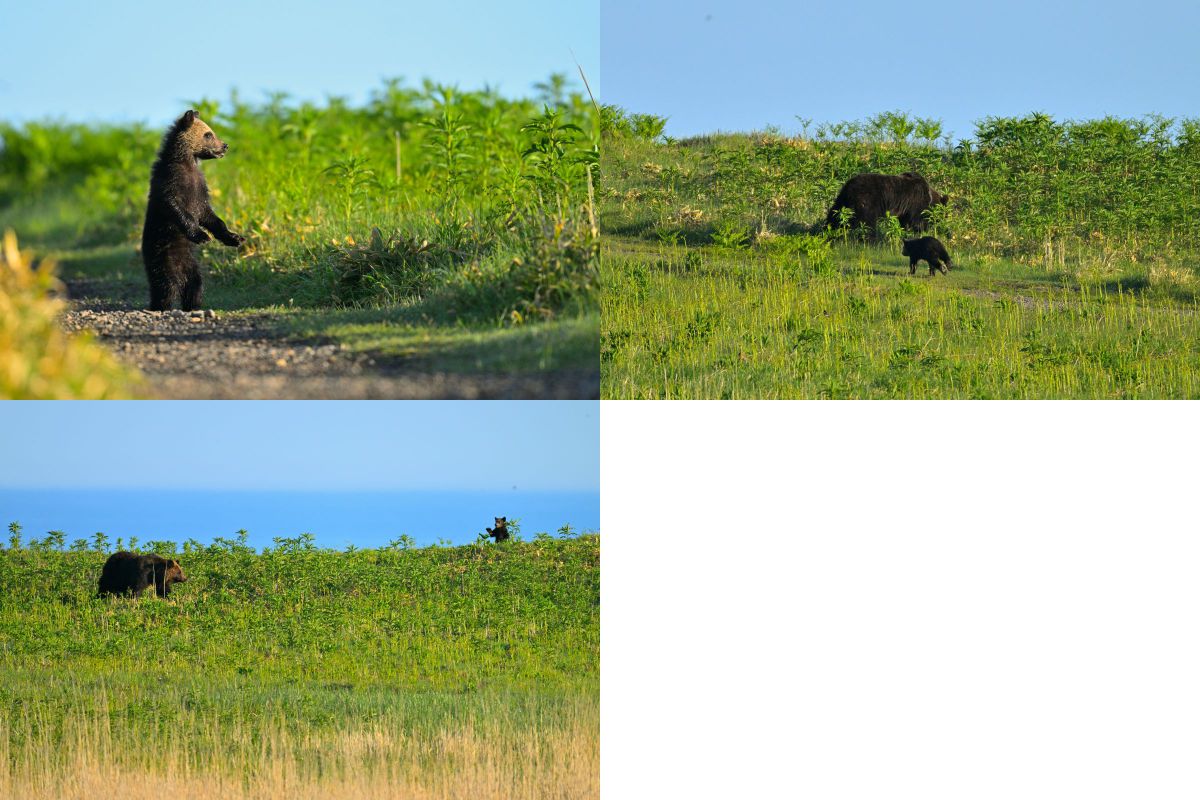 仔熊distance | GANREF