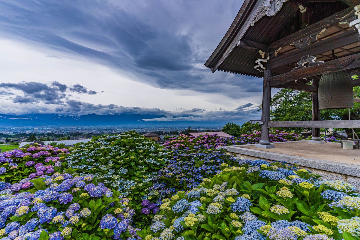 紫陽花の海 | GANREF