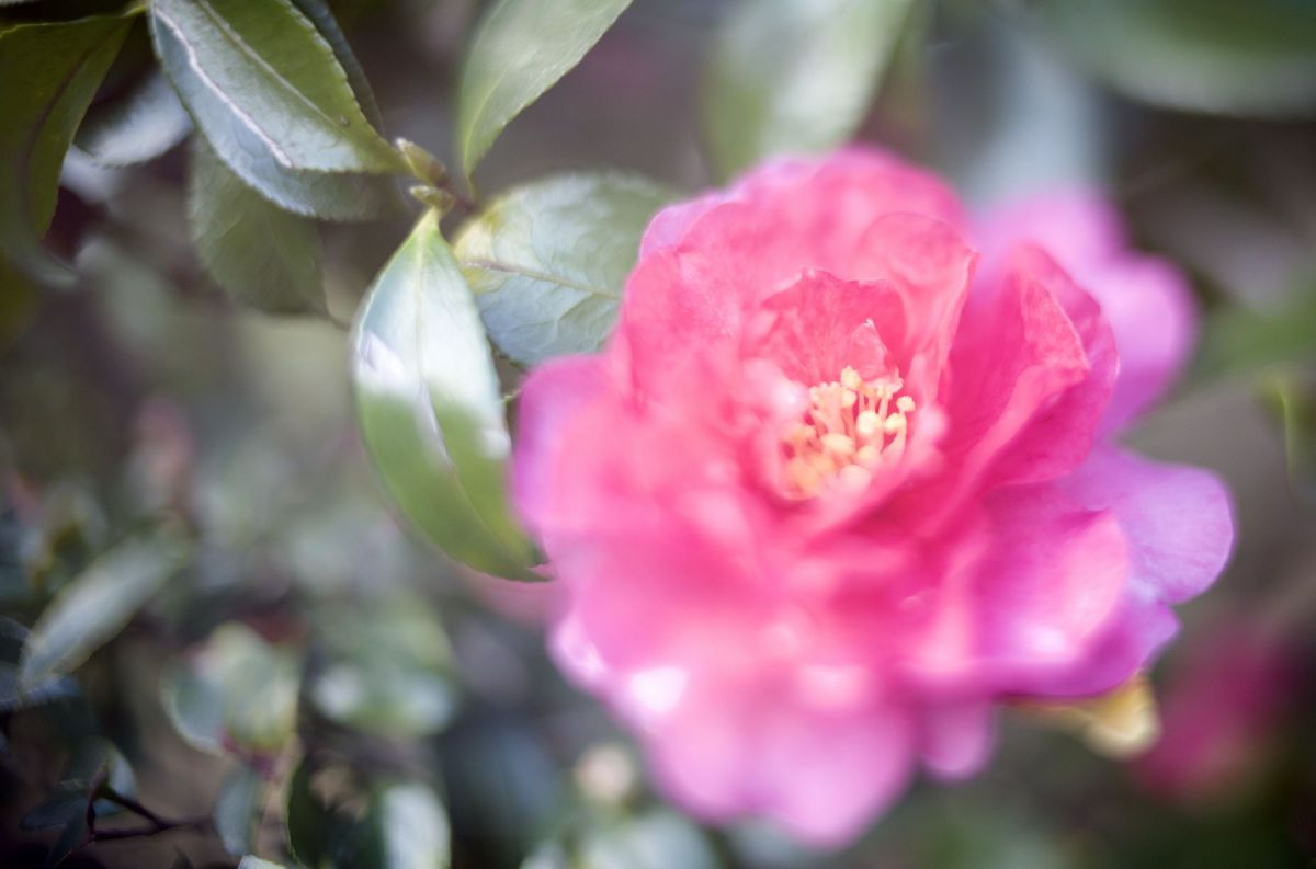 サザンカ2022 | GANREF