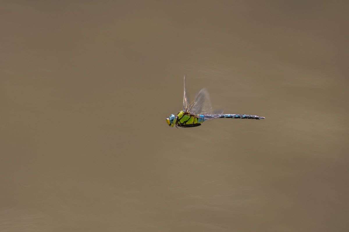 Dragon-fly | GANREF