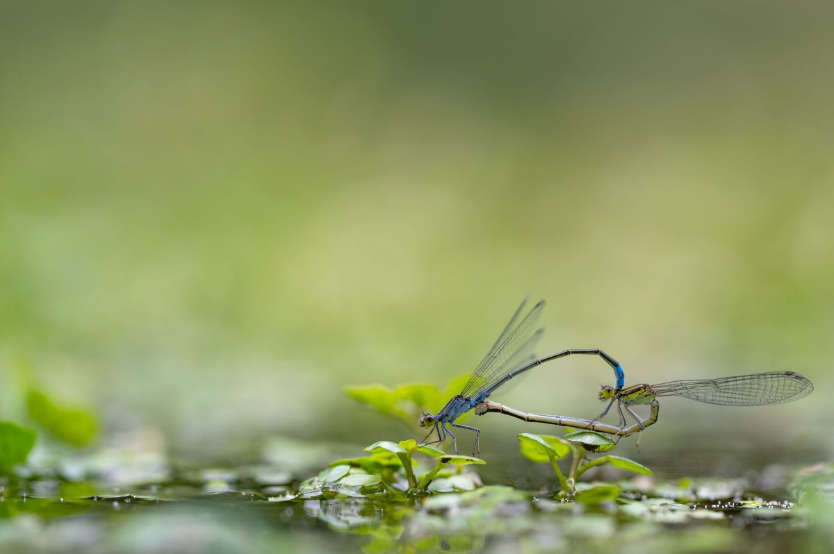 Bottom right quarter | GANREF