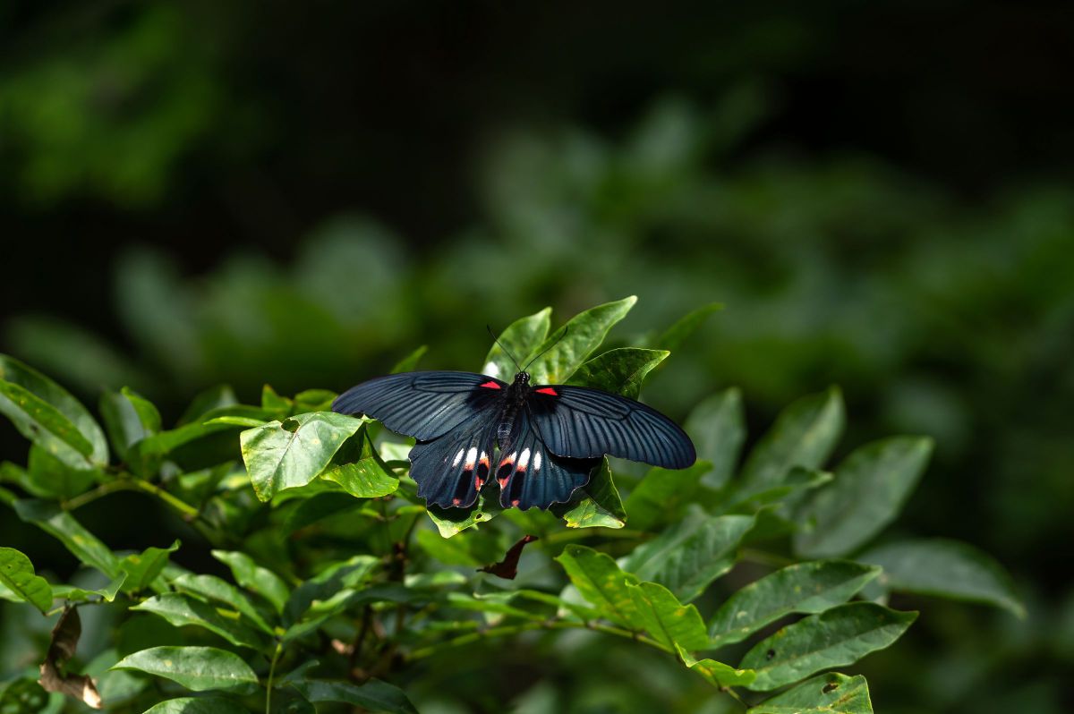 Beautiful Papilio | GANREF