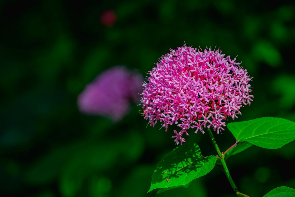 ボタンクサギ | GANREF