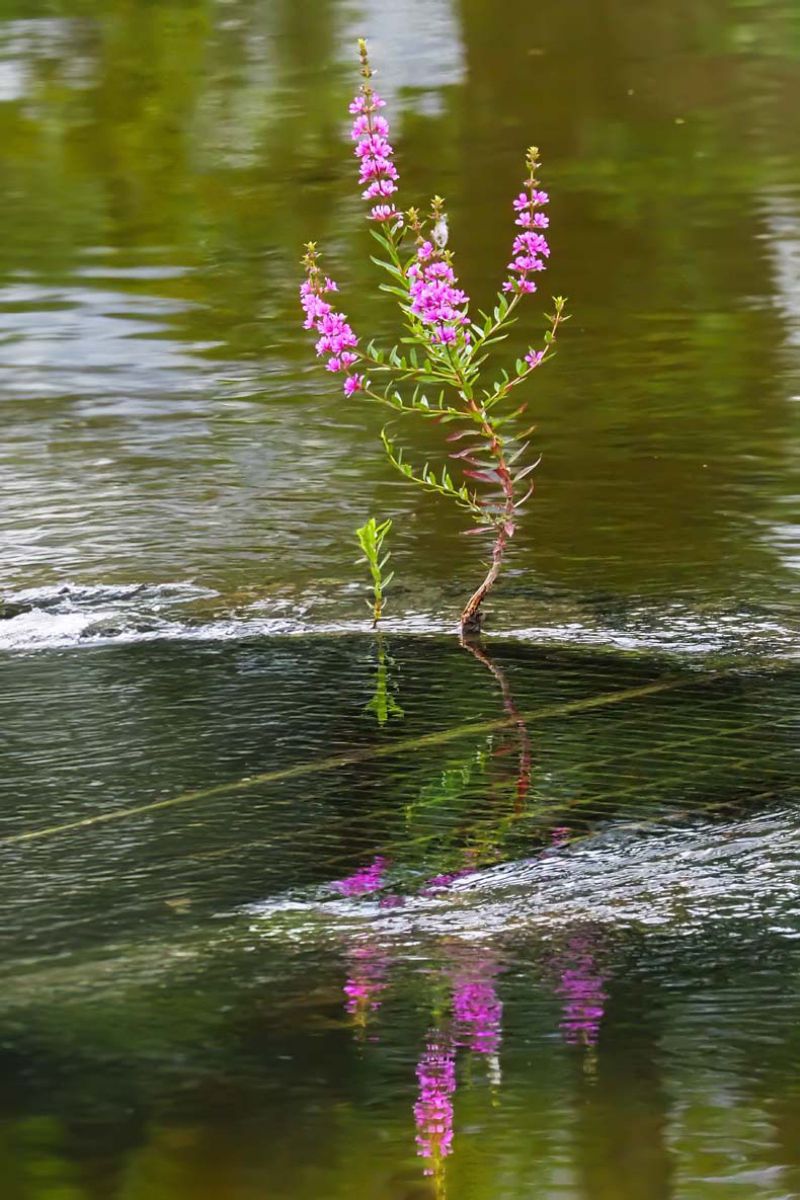水中踊り | GANREF