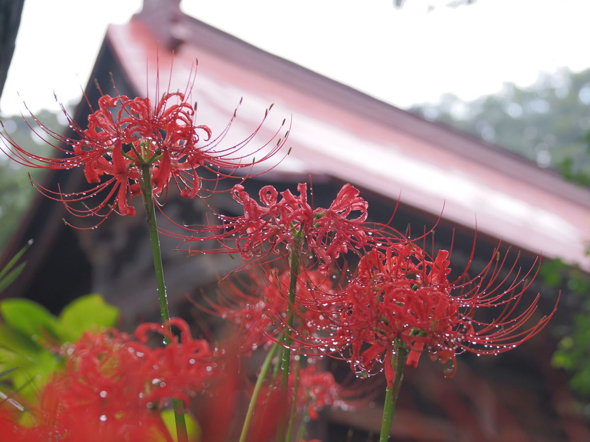 雨上がり | GANREF