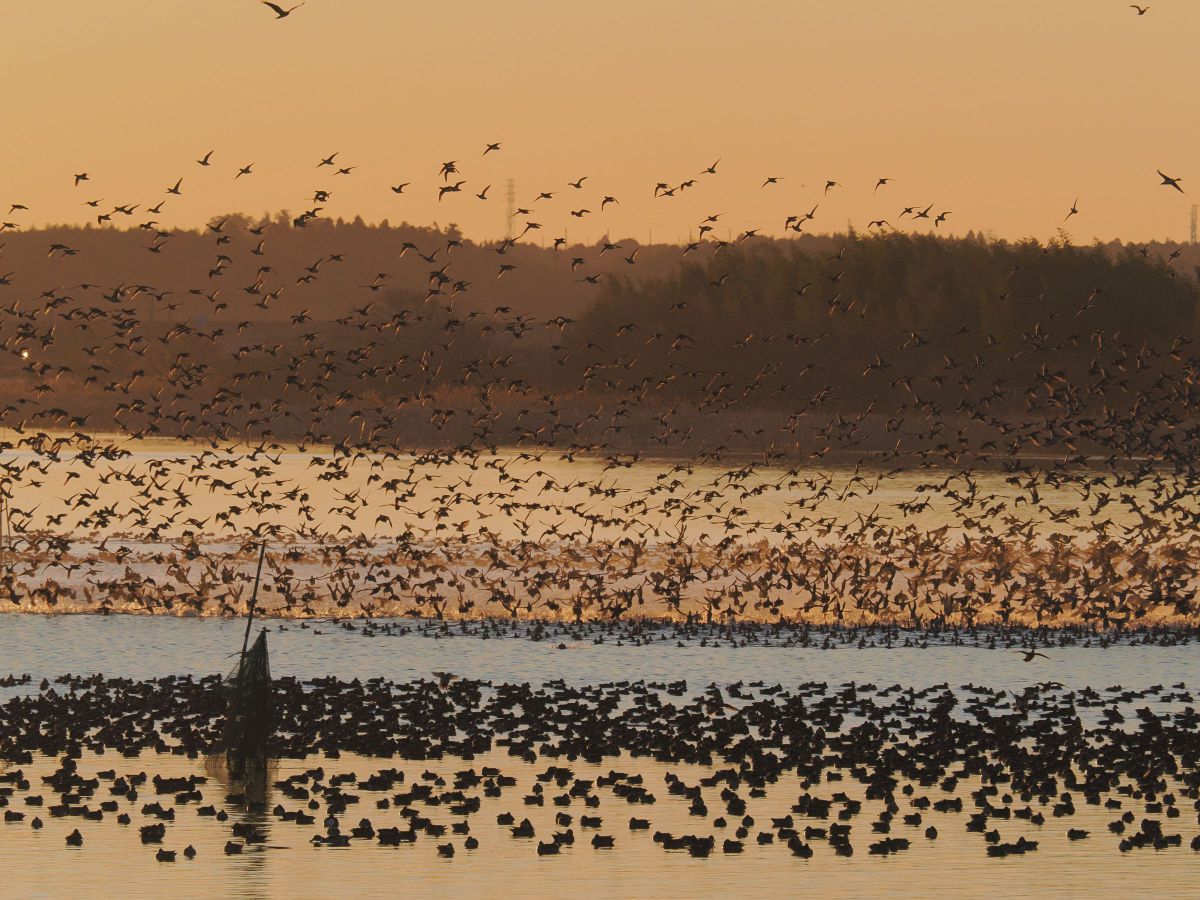 猛禽登場！ | GANREF