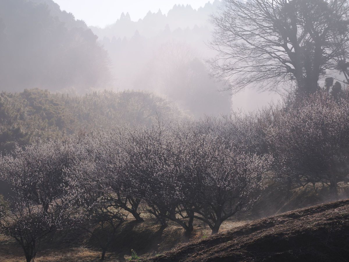 早朝梅林 | GANREF