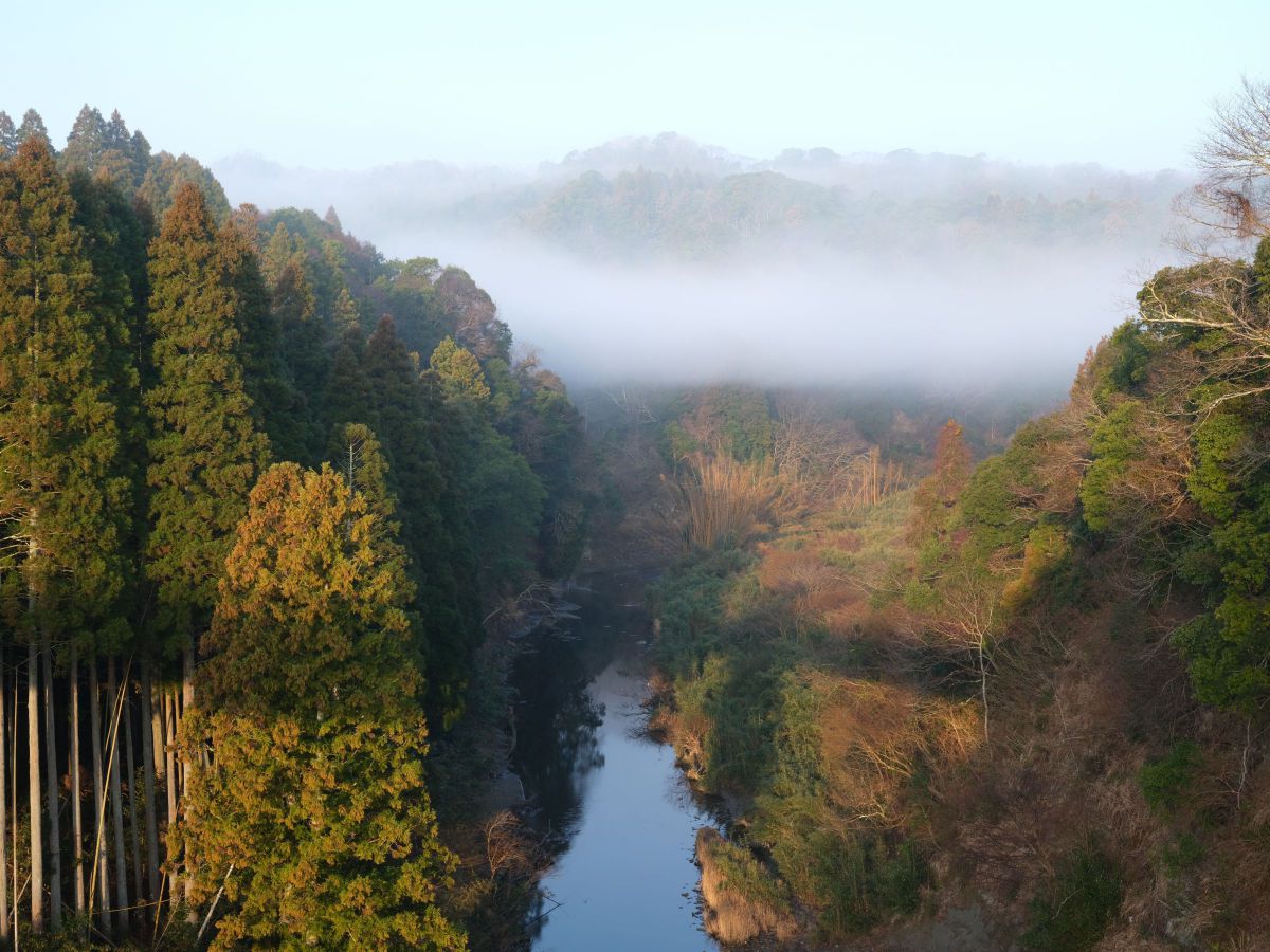 朝霧覆う | GANREF
