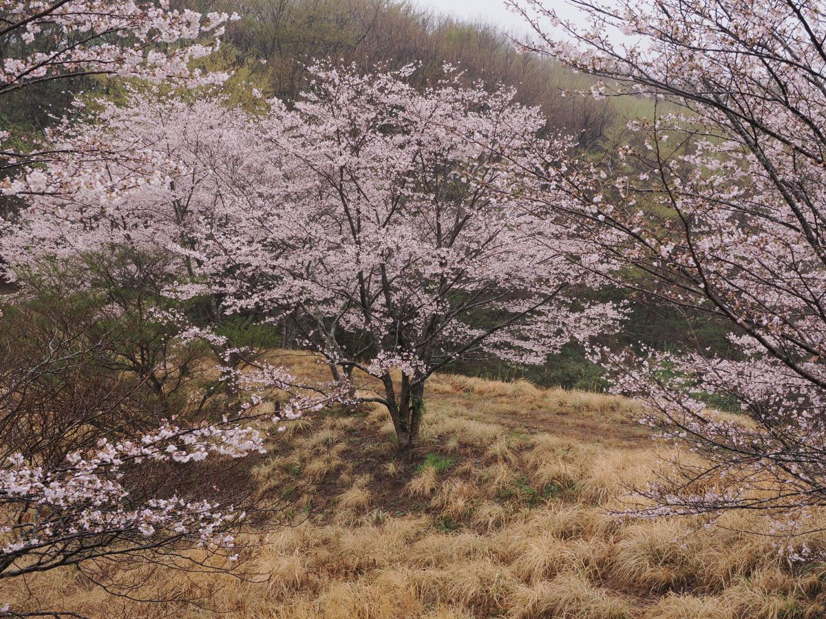 春来たる | GANREF