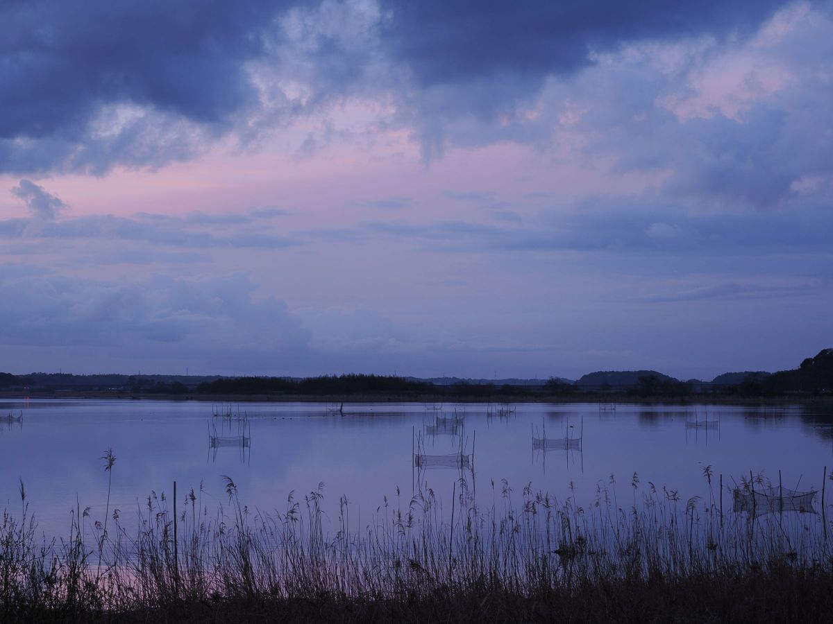 薄っすら染まる | GANREF