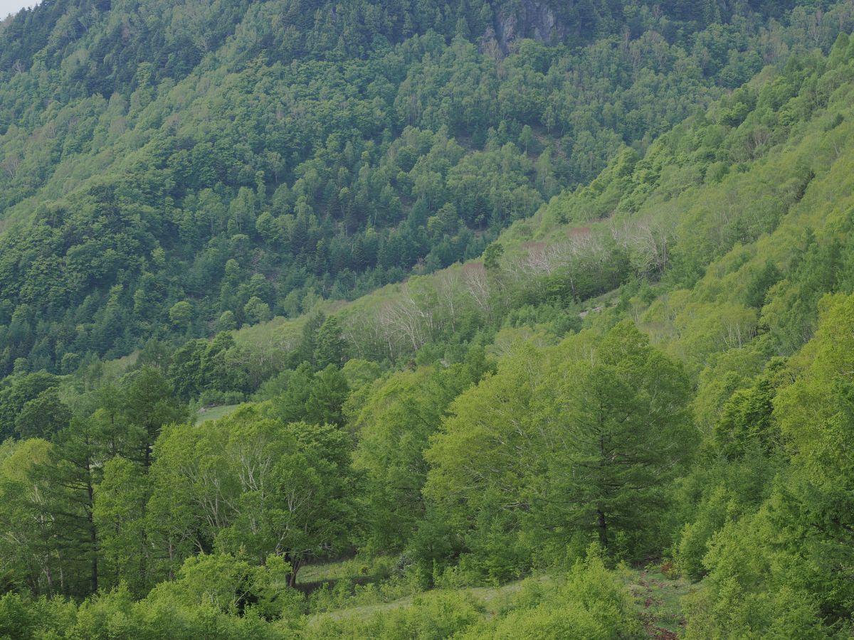 初夏美景 | GANREF