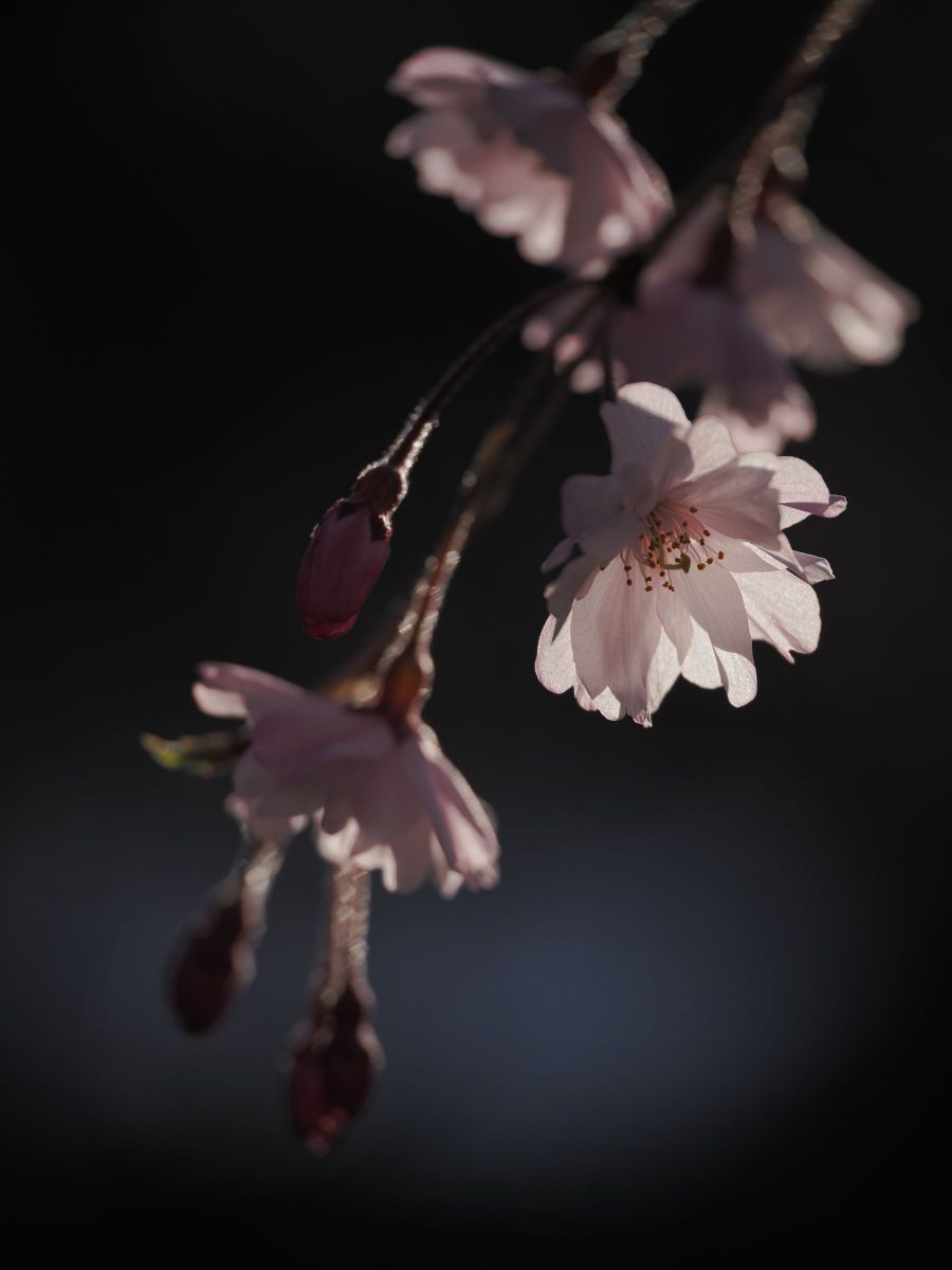 桜 | GANREF