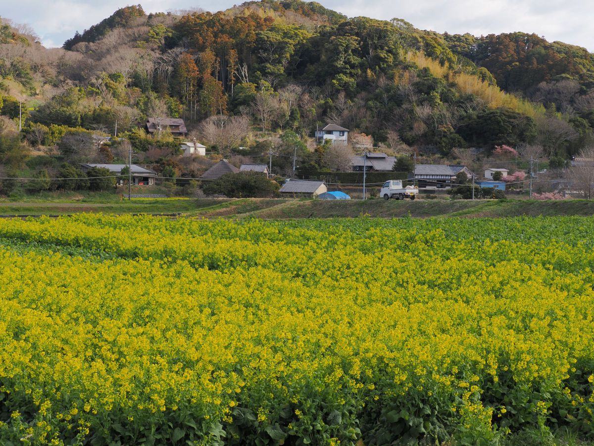里山初春 | GANREF
