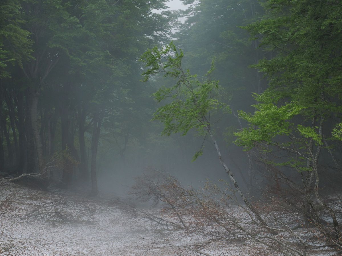 日暮れ迫る森 | GANREF