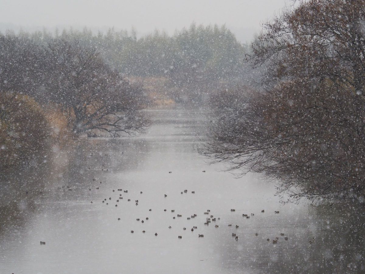 視界50％ | GANREF