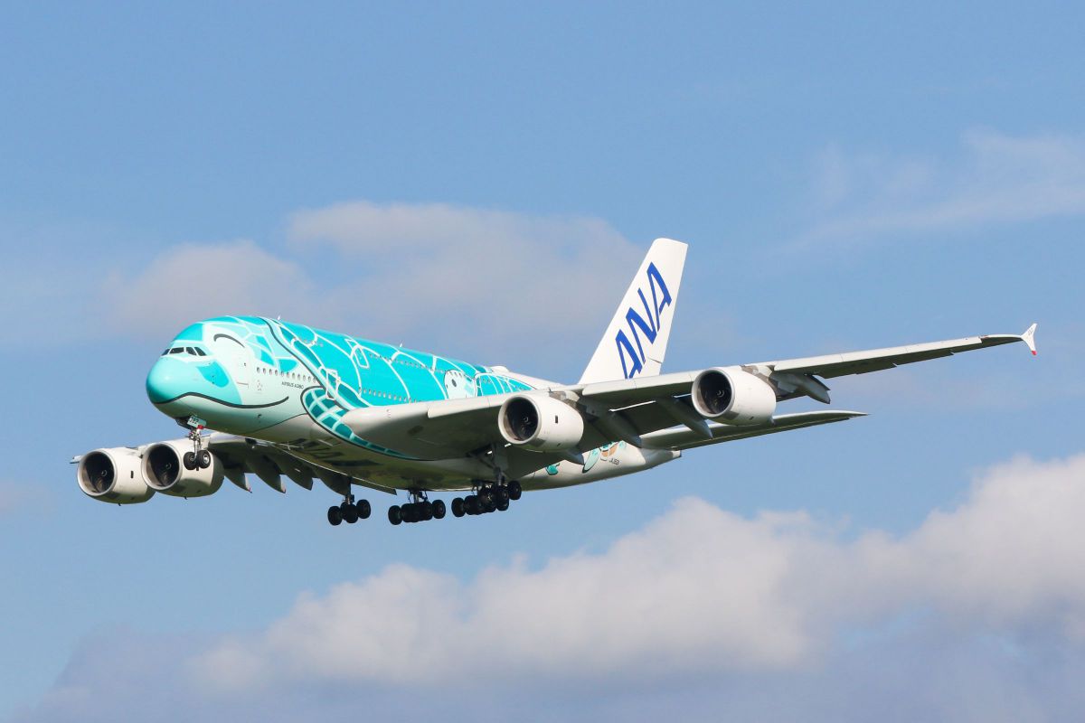 FLYING HONU 愛称カイ | GANREF