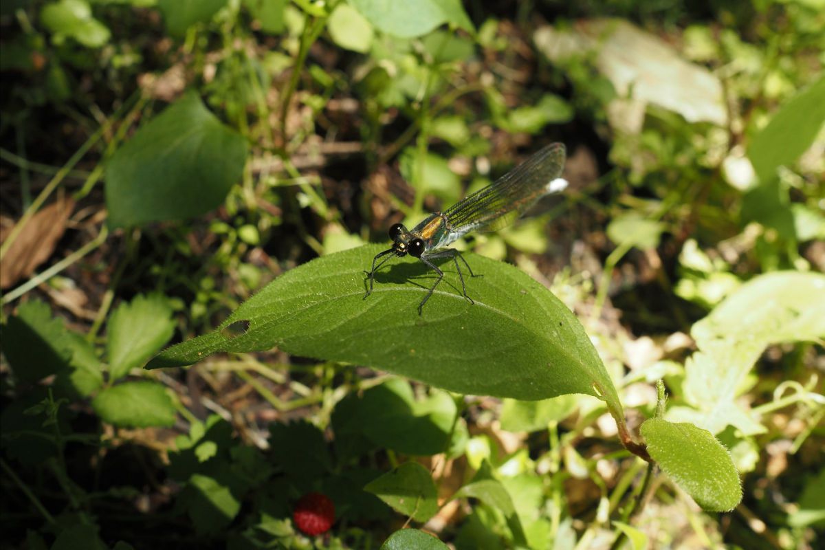 トンボさん（さてさて、同定全くできない・・・orz）-> 2種類まで絞り込み | GANREF