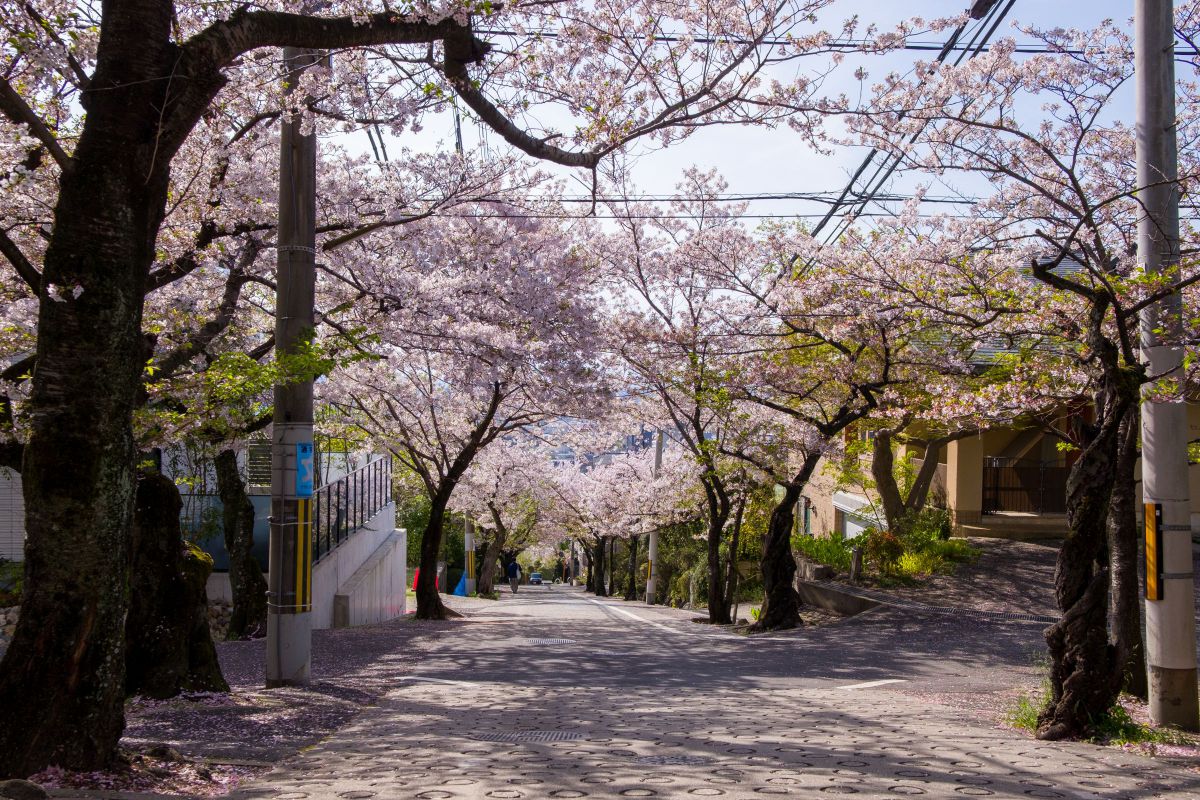 FujifilmのXシリーズに最適なRAW現像ソフト DxOのPureRAW | GANREF