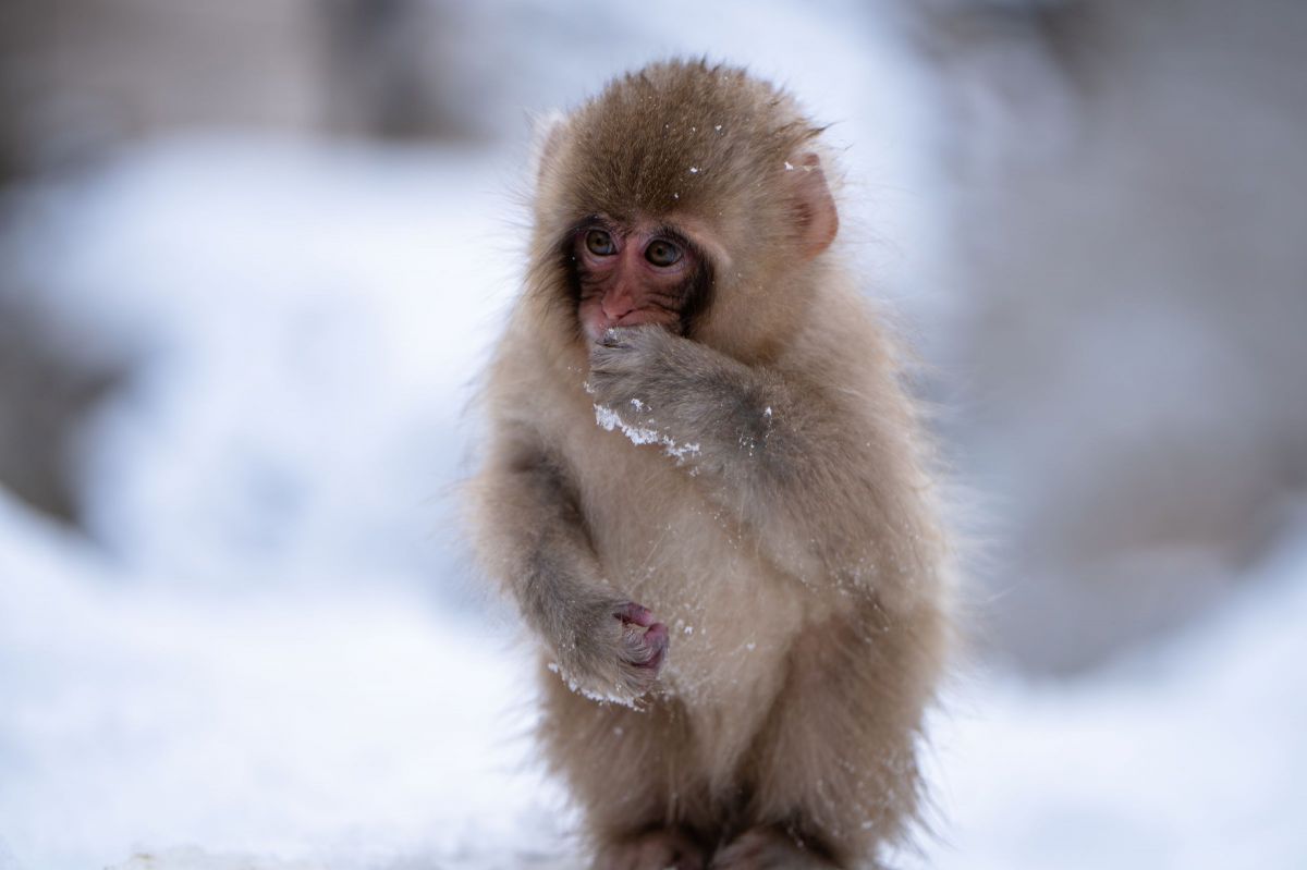 Snow Monkey | GANREF