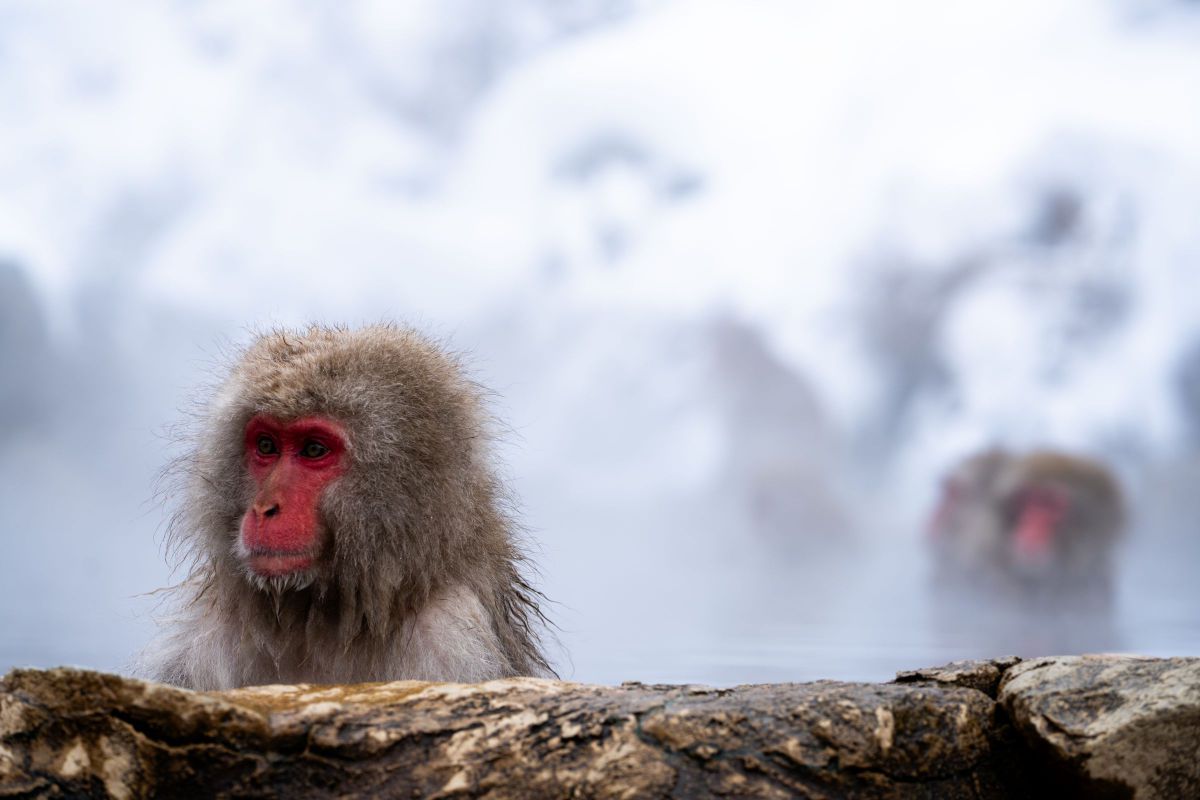 Snow Monkeys | GANREF