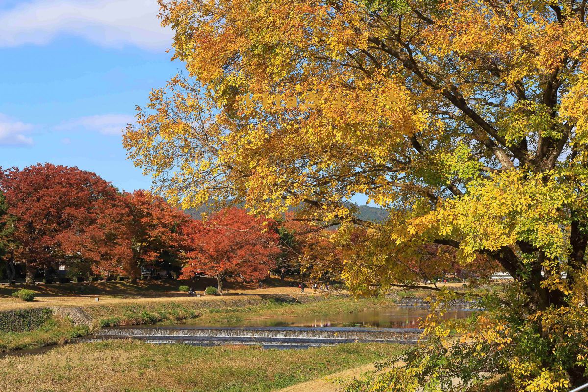 賀茂川の秋 | GANREF