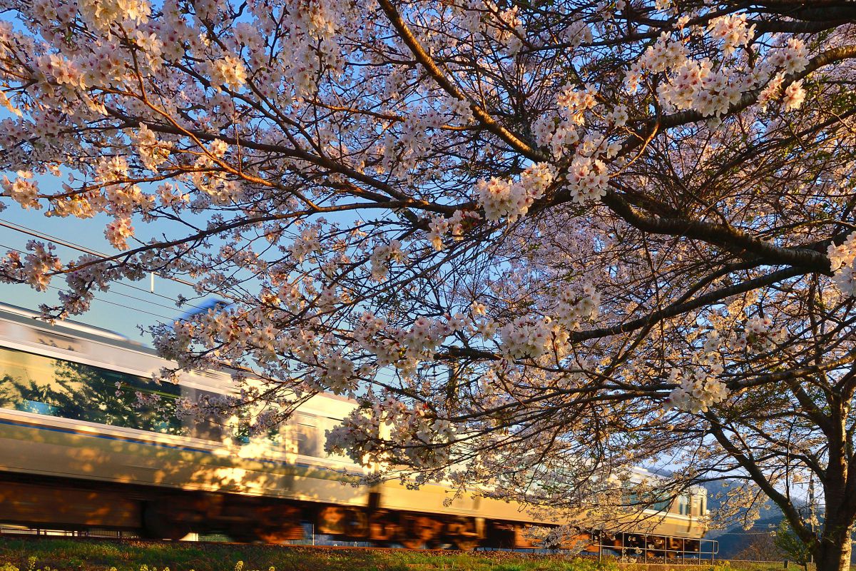 朝日に輝く | GANREF