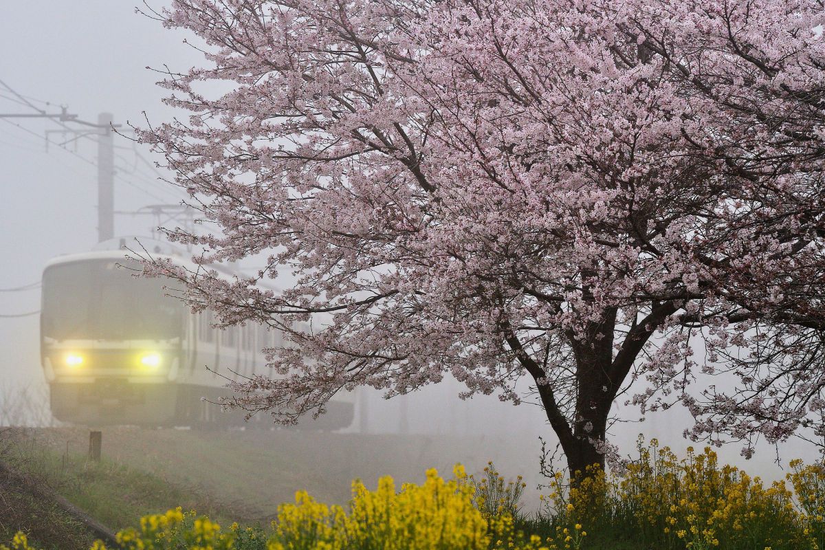 春の丹波霧 | GANREF