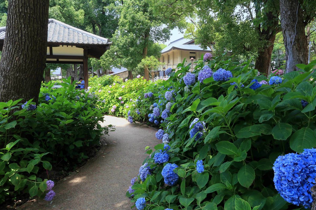 梅雨の晴れ間に 2 | GANREF