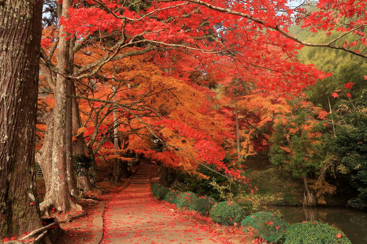 龍穏寺の敷き紅葉 | GANREF