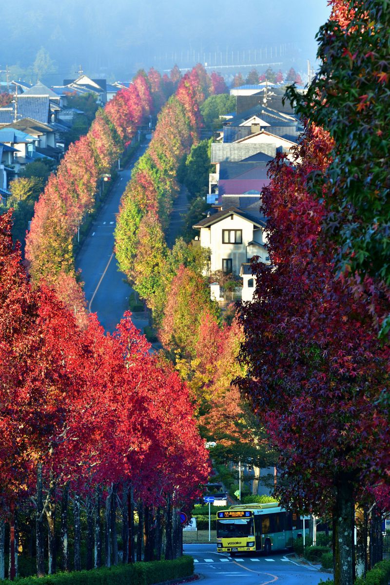 霧流れの朝 ② | GANREF