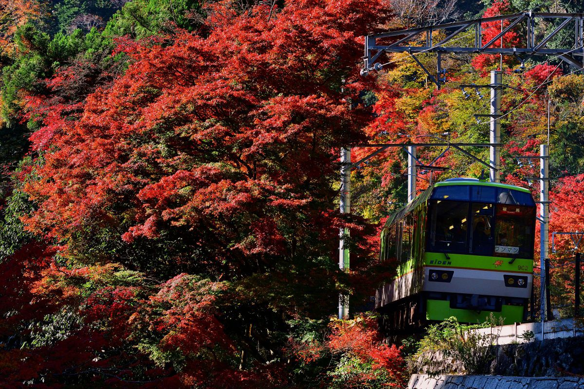 鞍馬の山奥で色付く | GANREF