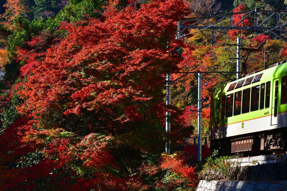 鞍馬の山奥で色付く ② | GANREF