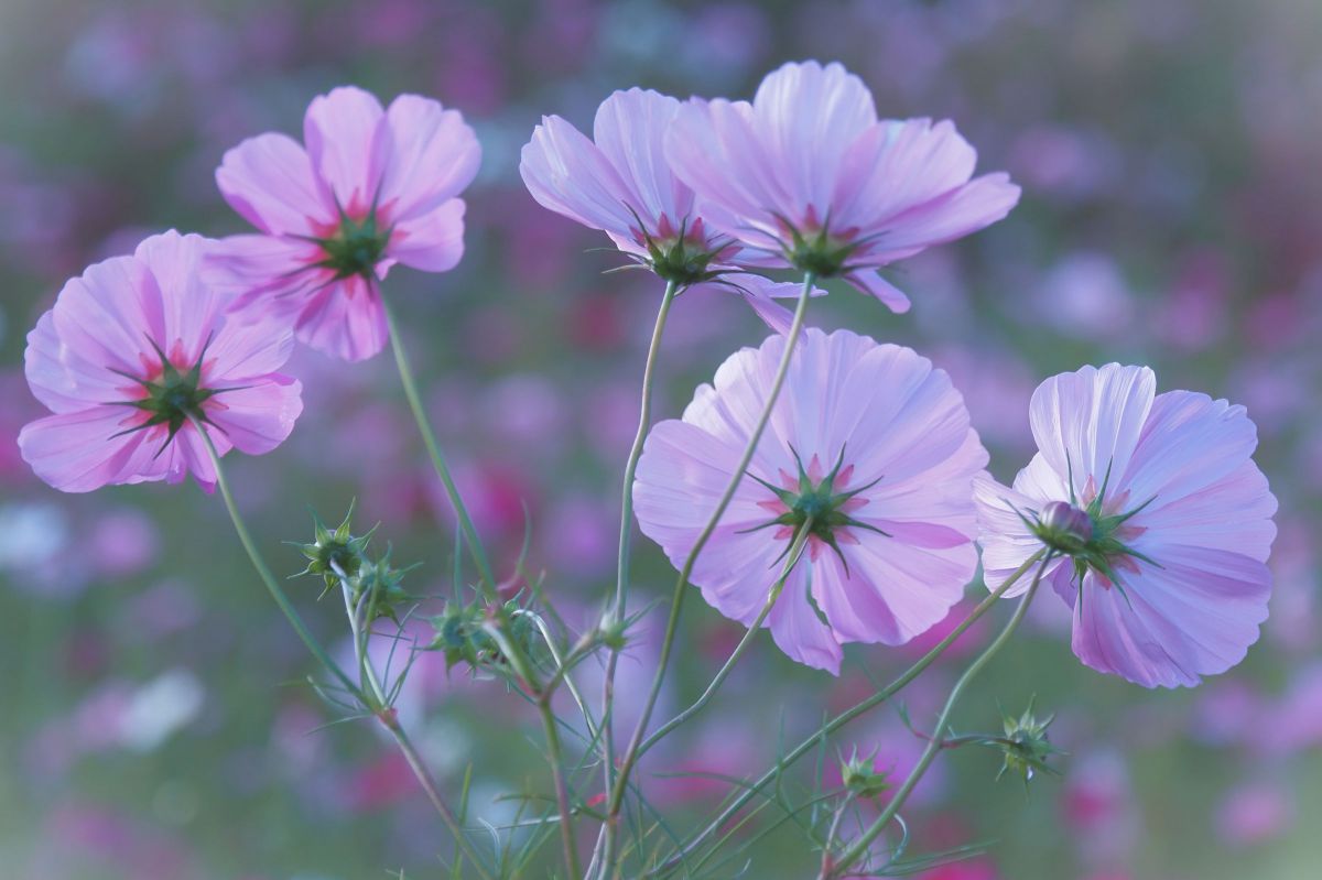 Three pairs | GANREF