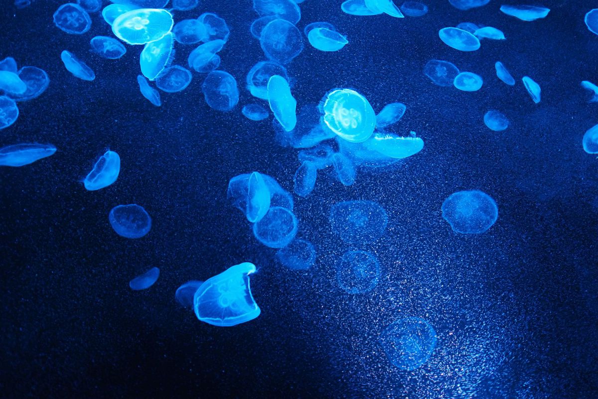 Blue bubble | GANREF